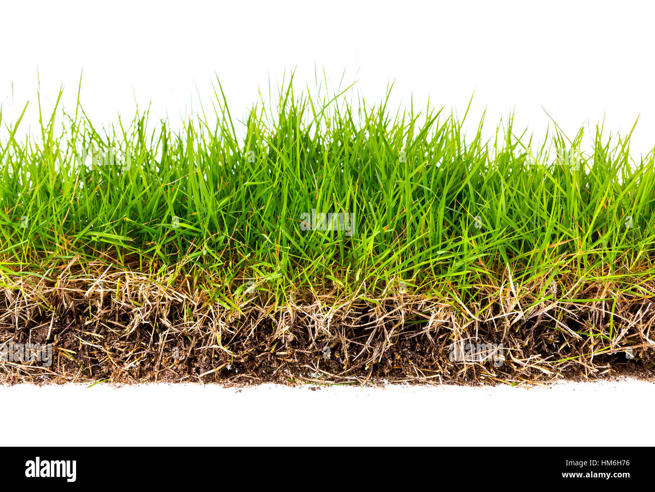 Fresh spring green grass with soil isolated on white background Stock ...