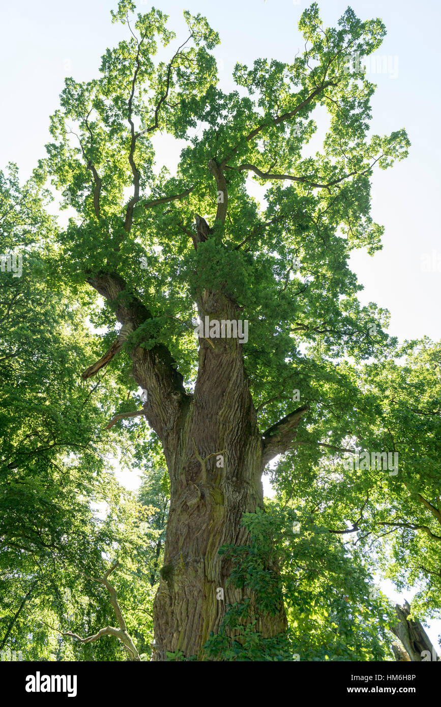 Germany, Mecklenburg-Western Pomerania, 'Ivenacker Eichen', zoo, district Mecklenburg lakeland ...