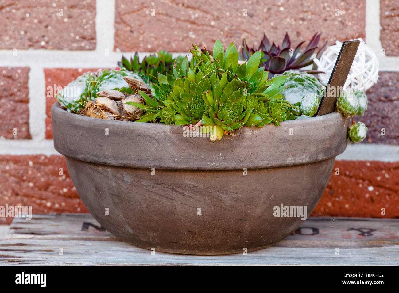 houseleek, in the pot, Sempervivum Stock Photo - Alamy