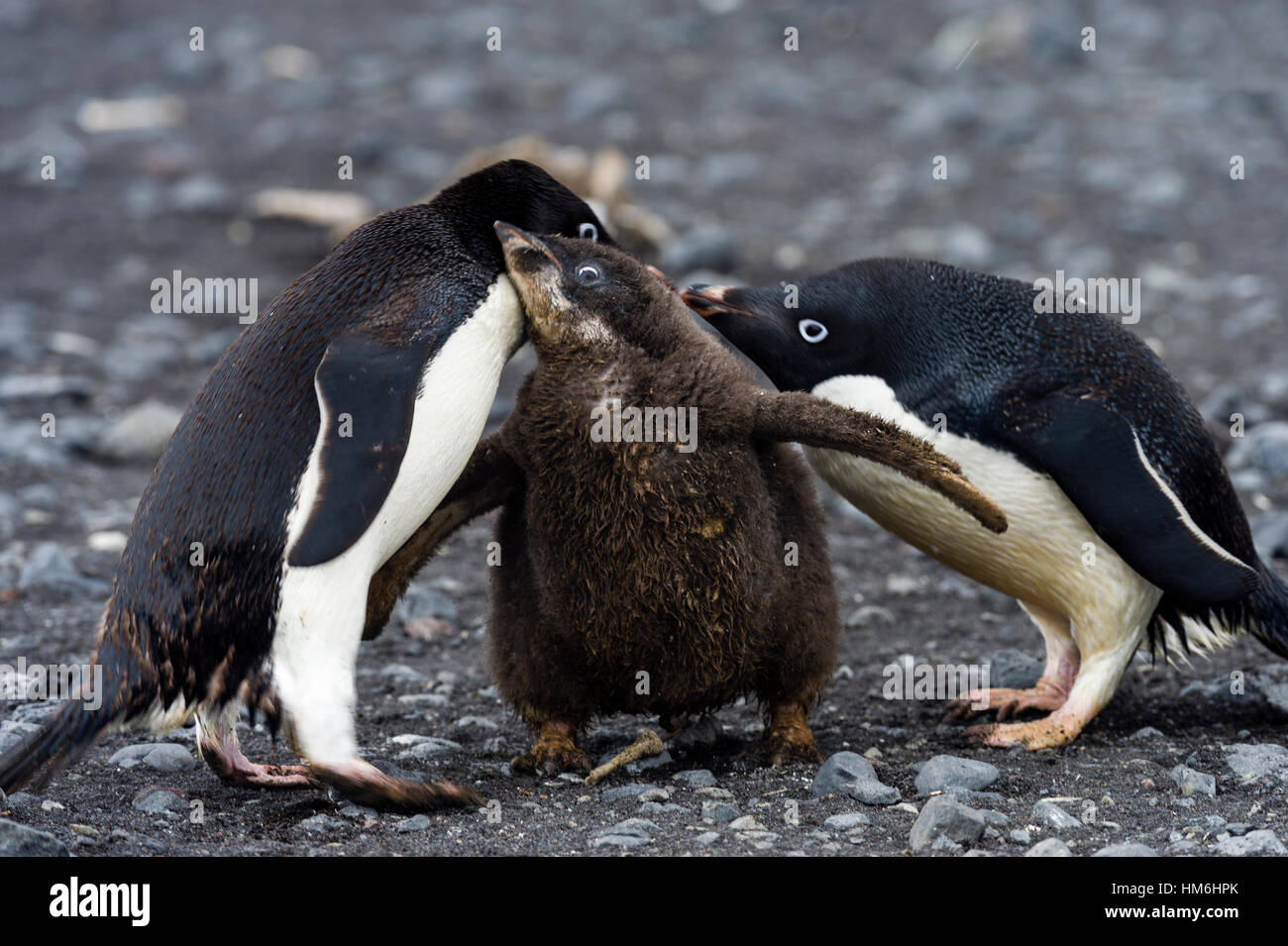 An Adelie Penguin feeding a large fluffy chick by regurgitating food ...