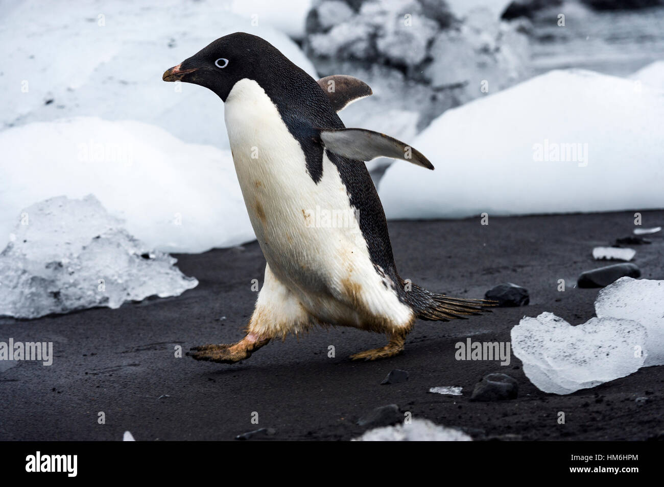 An Adelie Penguin running into the ocean between blocks of ice Stock ...
