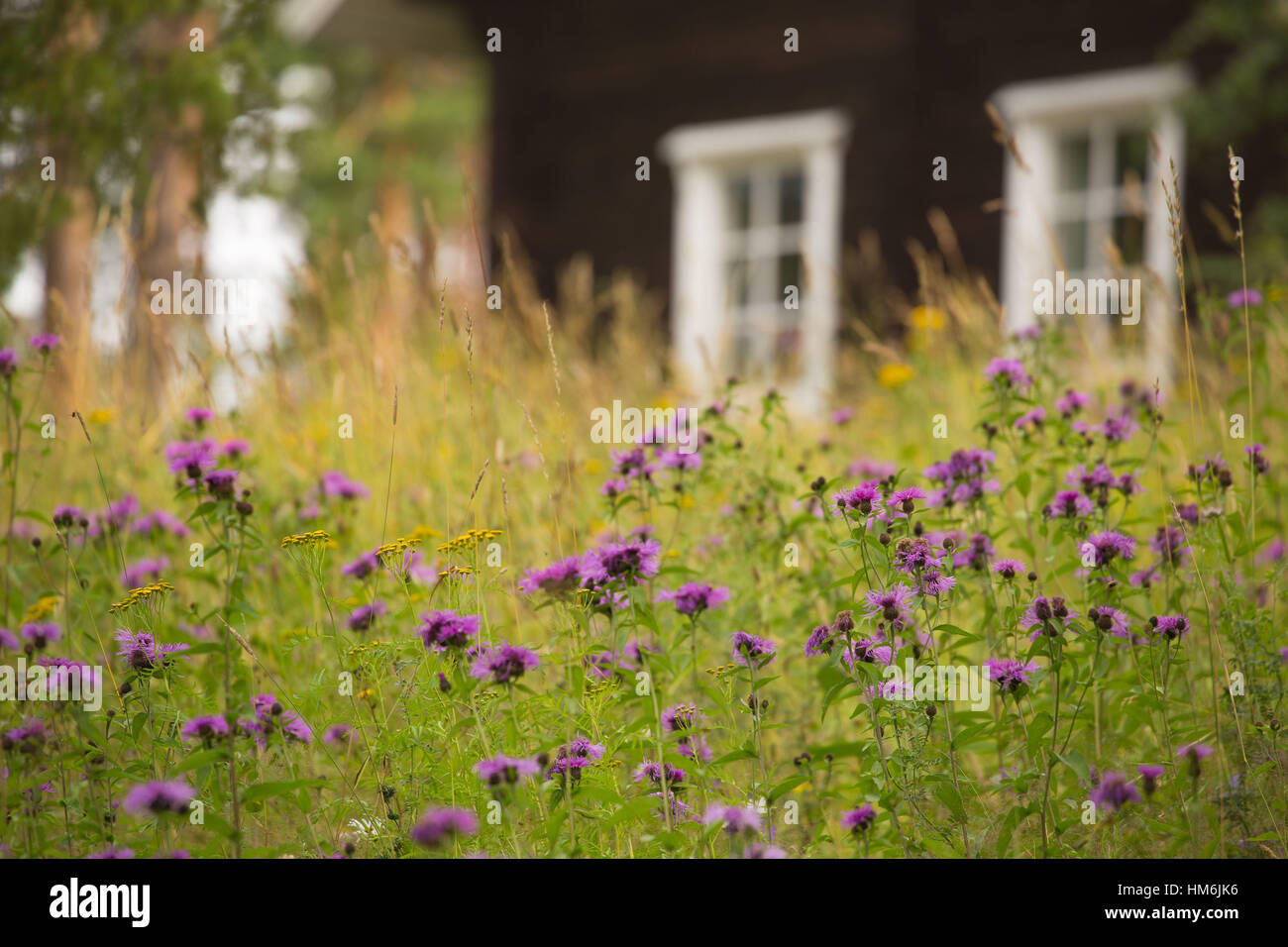 2 windows,4-season,brown,croft windows,forest,grass,green,meadow,meadow ...