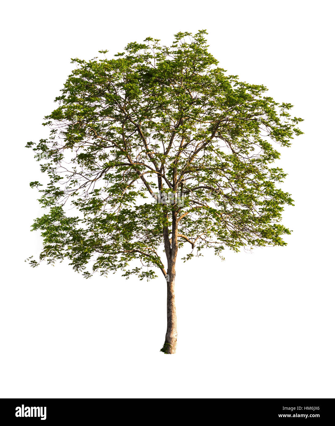 Beautifull green tree isolated on a white background Stock Photo - Alamy