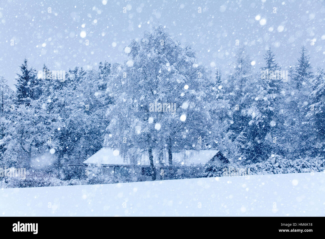 Austria, Tyrol, Obsteig (village), house at the edge of the forest ...