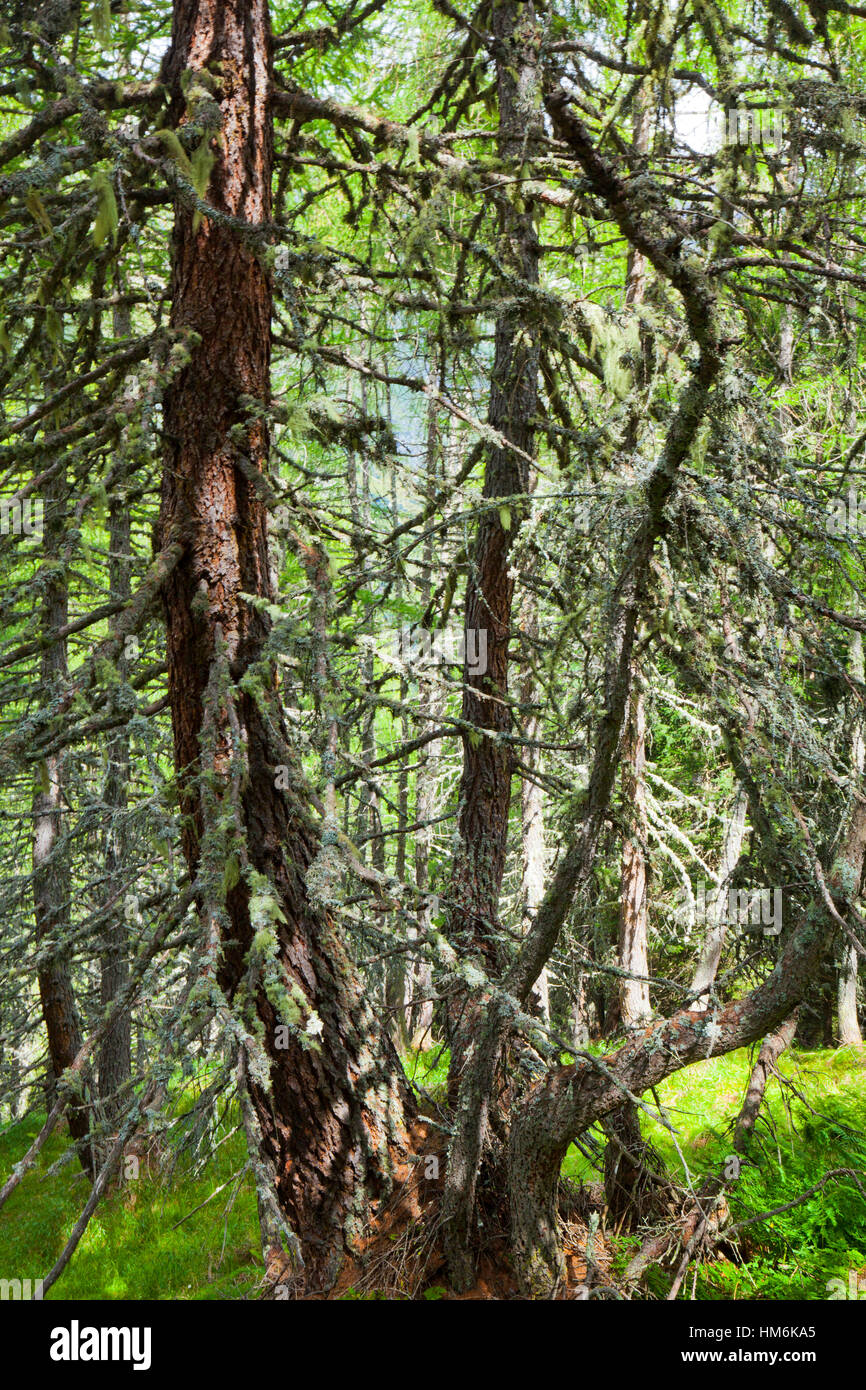 Barber's itch hi-res stock photography and images - Alamy