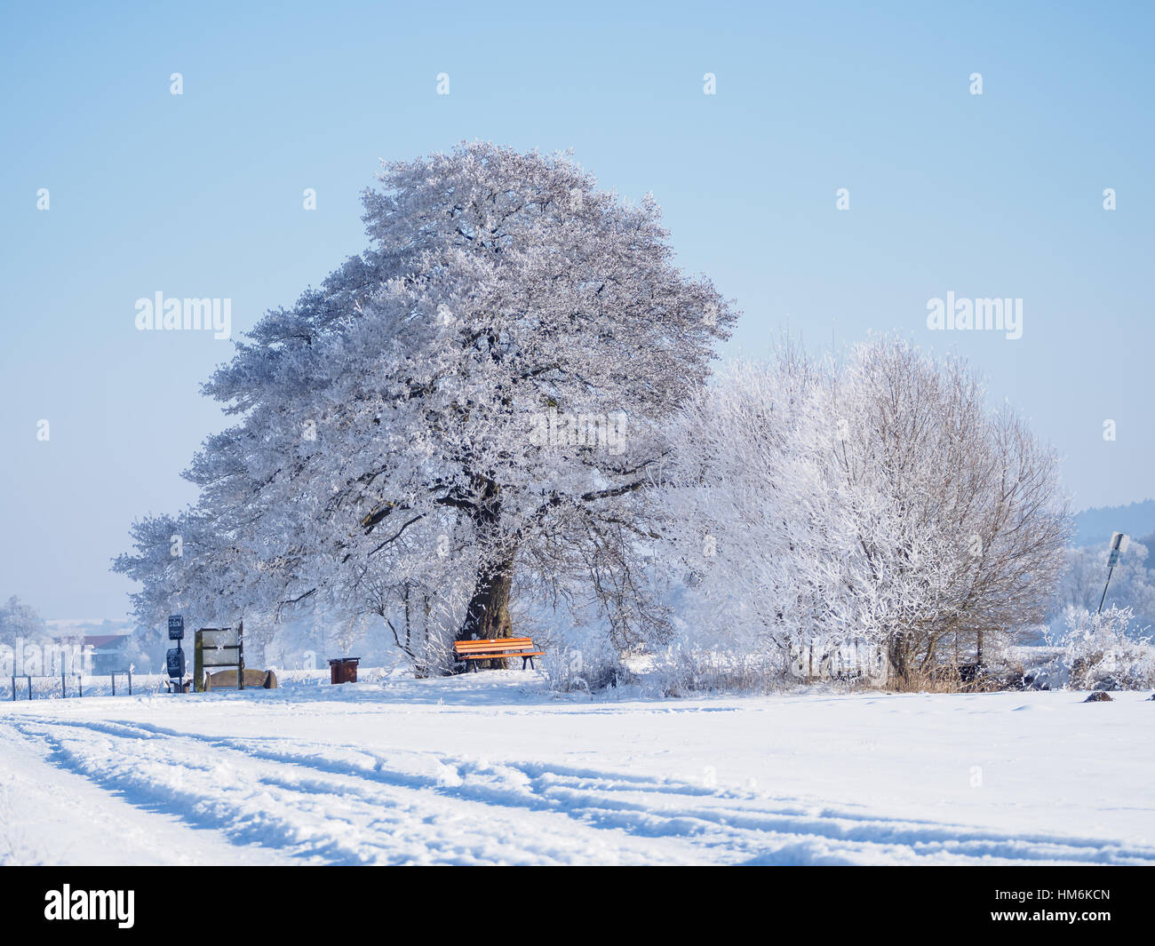 Oak tree covered with snow Stock Photo - Alamy