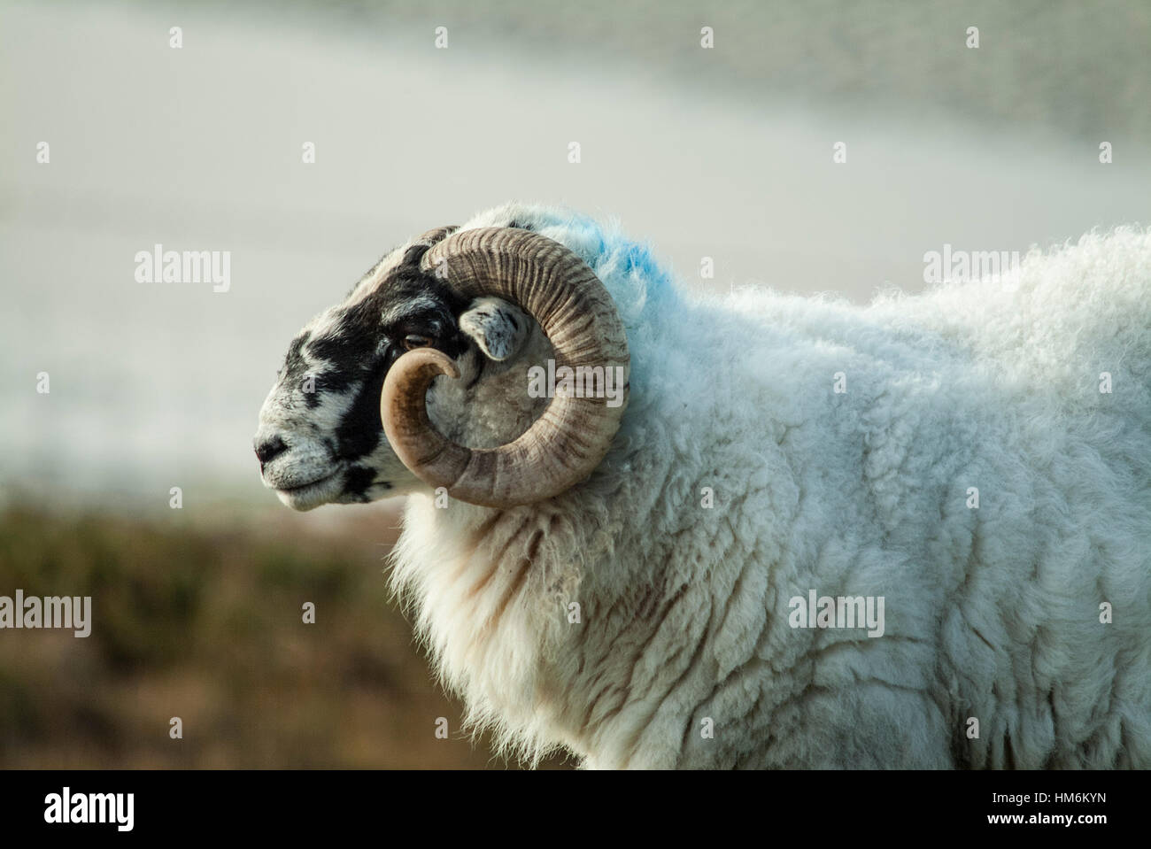 Ram with horns Stock Photo - Alamy