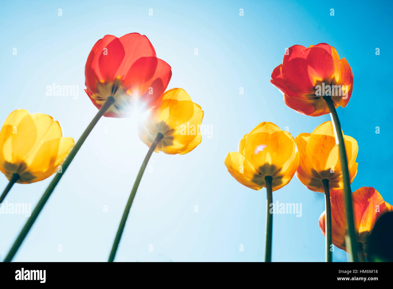 Tulips from below Stock Photo - Alamy