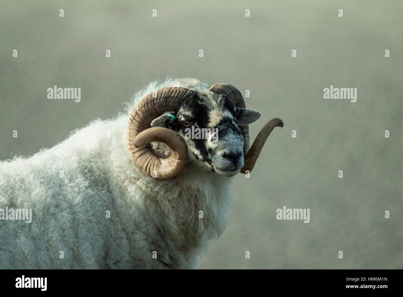 Ram with horns Stock Photo - Alamy