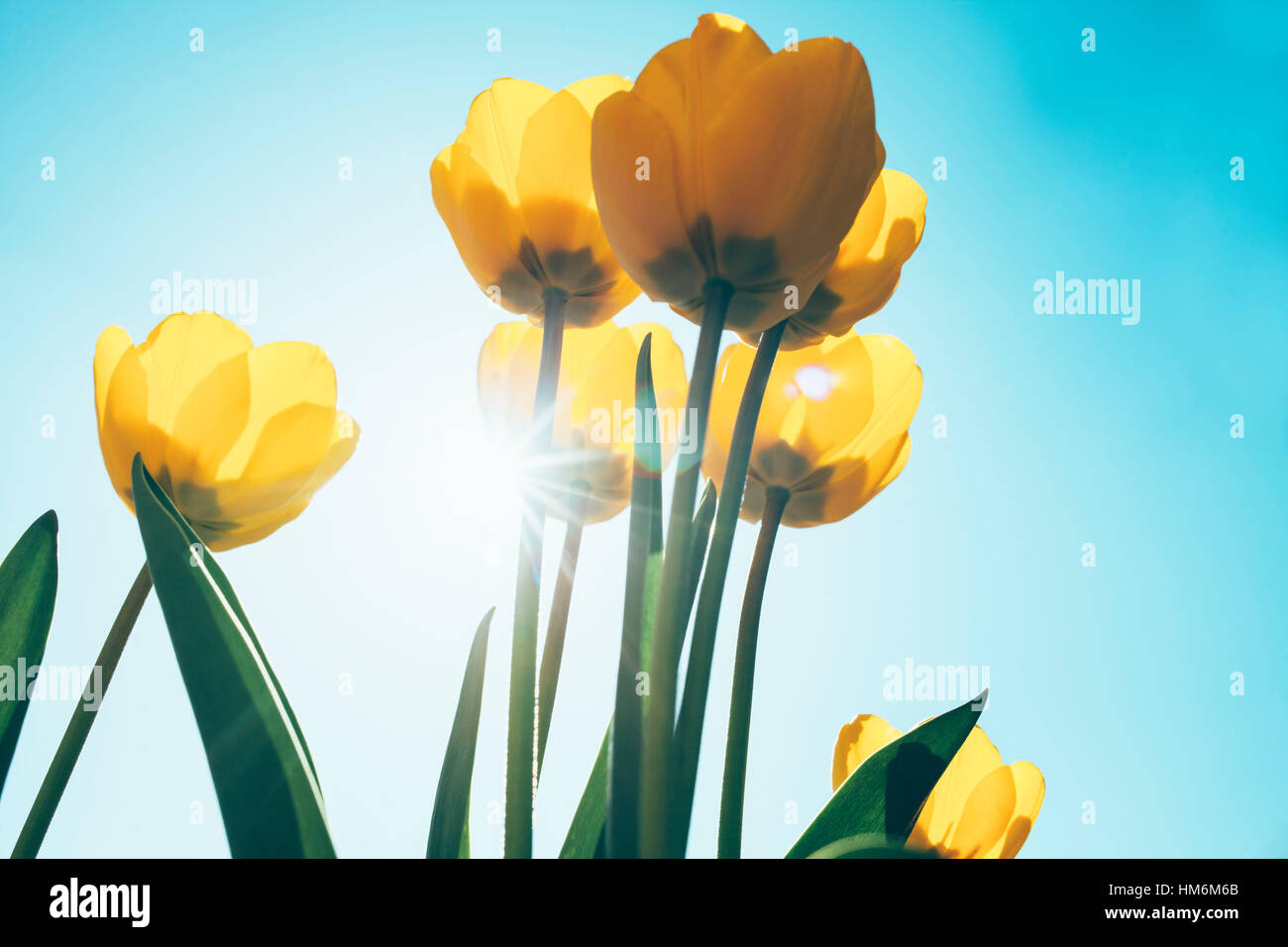 Tulips, from below Stock Photo - Alamy