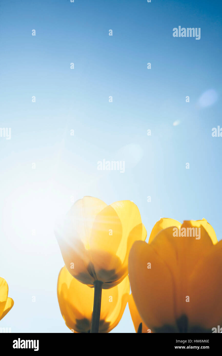 Tulips, from below Stock Photo - Alamy