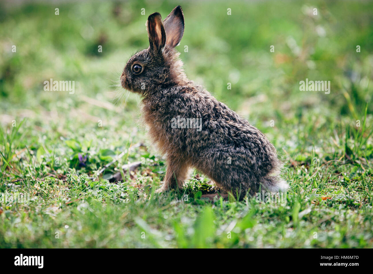 Baby hare hi-res stock photography and images - Alamy