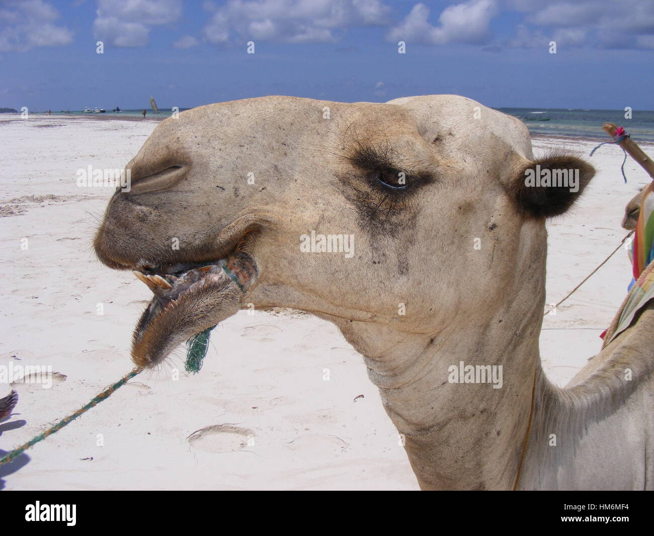 Camel on the beach, Kenya Stock Photo - Alamy