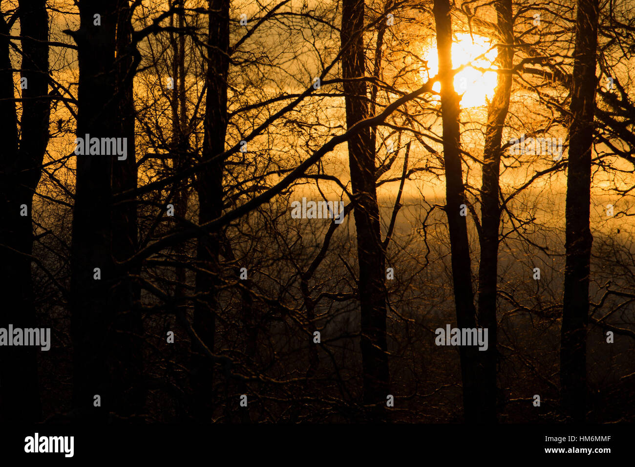 beautiful,branches,bright,cold,colorful,Finland,forest,frozen,glowing ...