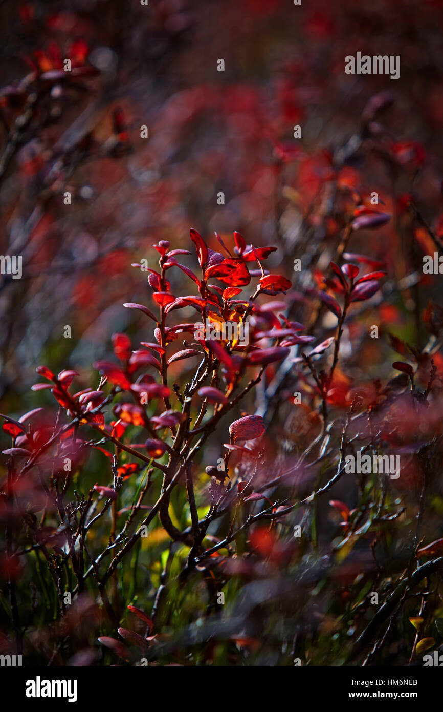 bilberry bushes, red coloured leaves in the autumn sun Stock Photo - Alamy