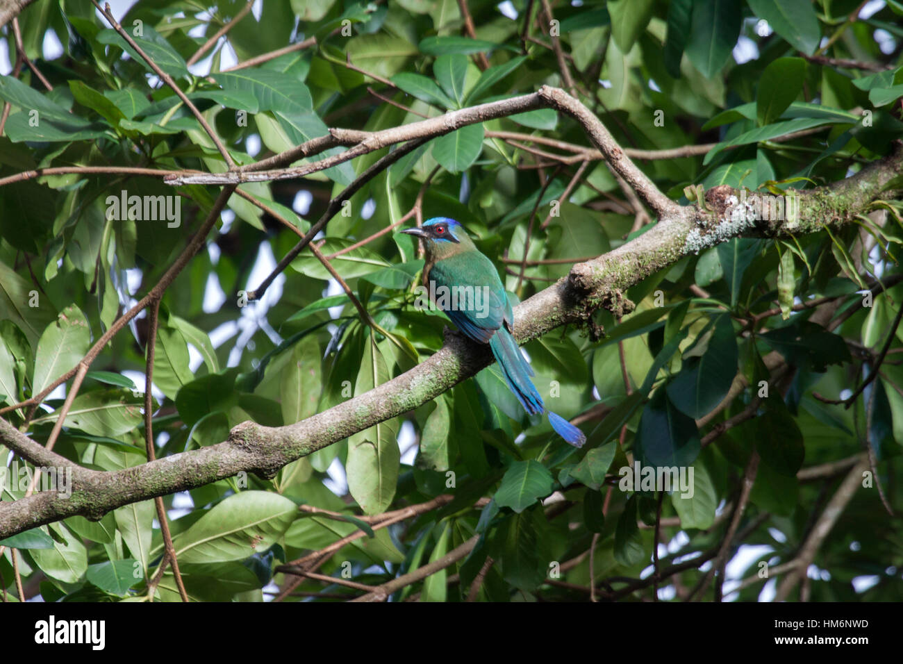 Blue crowned motmot perched in canopy of tree in forest in Brazil Stock ...