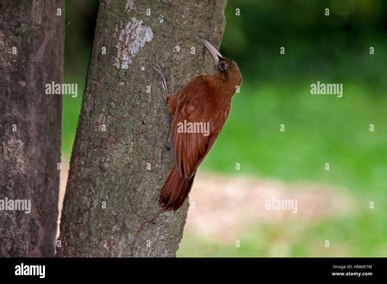 Great rufous woodcreeper clinging to tree in Brazil Stock Photo - Alamy