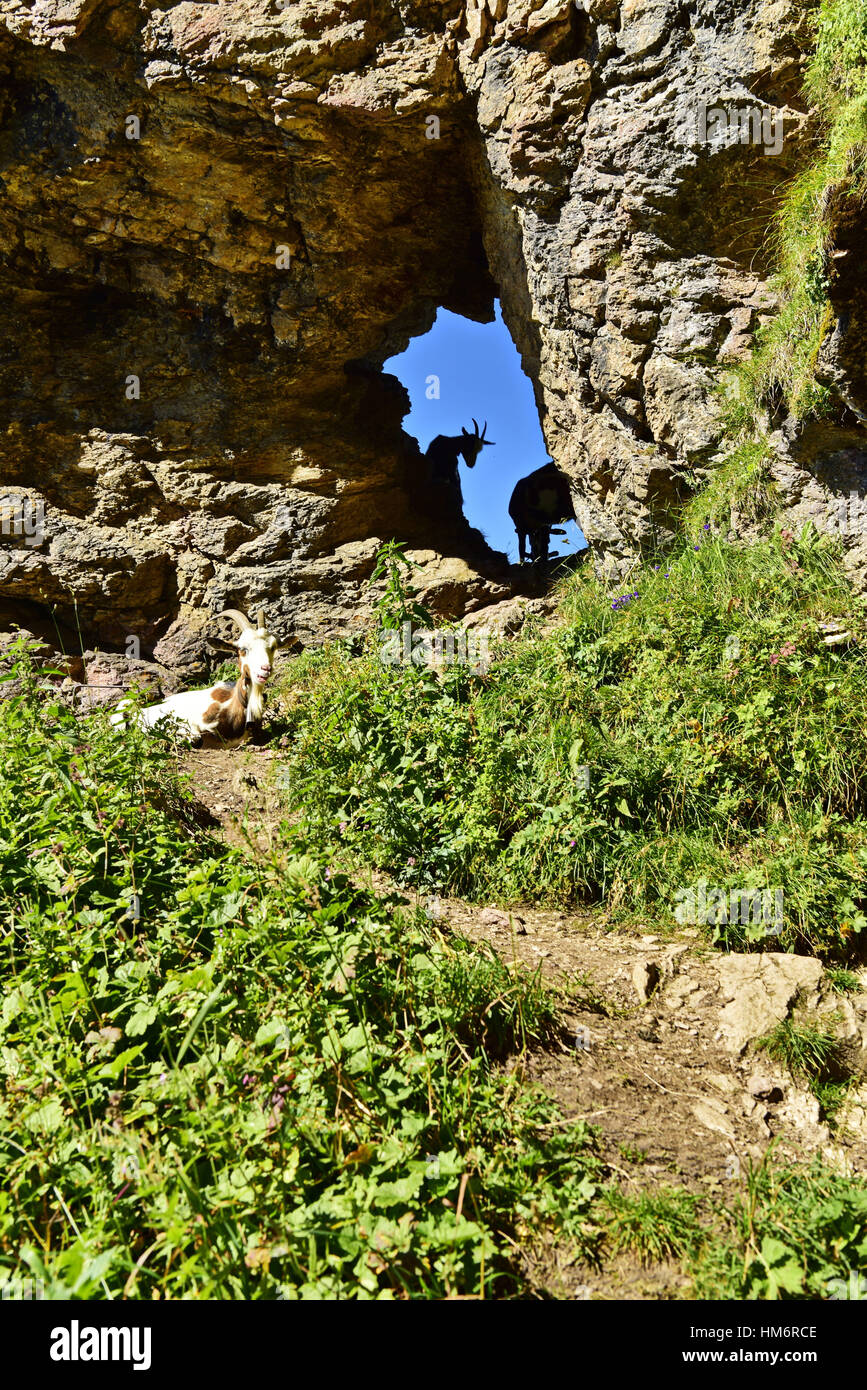 Goats at natural arch Stock Photo - Alamy