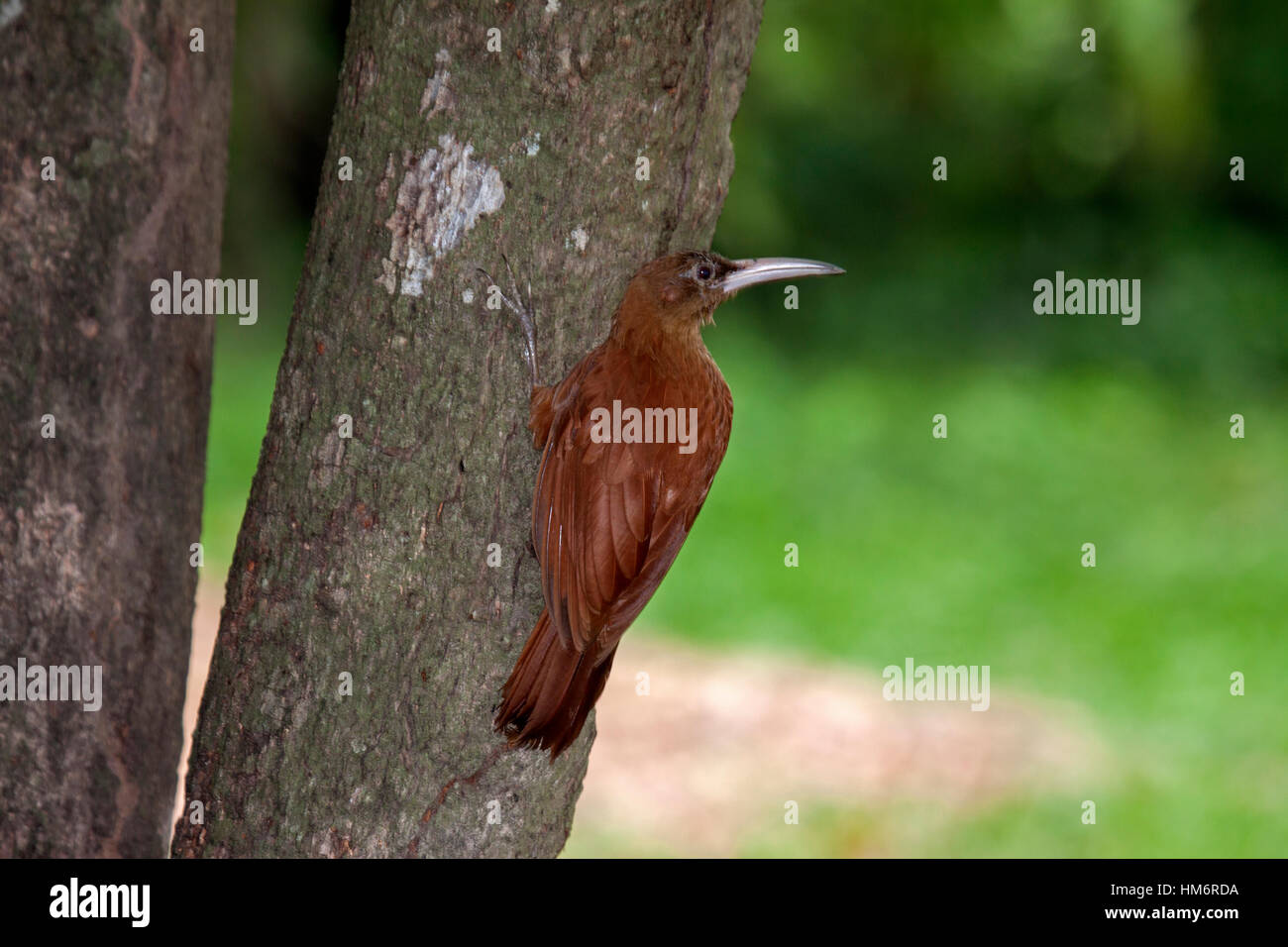 Great rufous woodcreeper clinging to tree in Brazil Stock Photo - Alamy