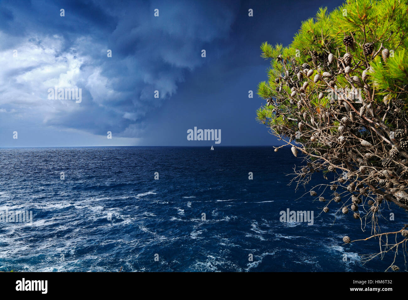 Pine tree, storm and sail boat at storm Stock Photo - Alamy
