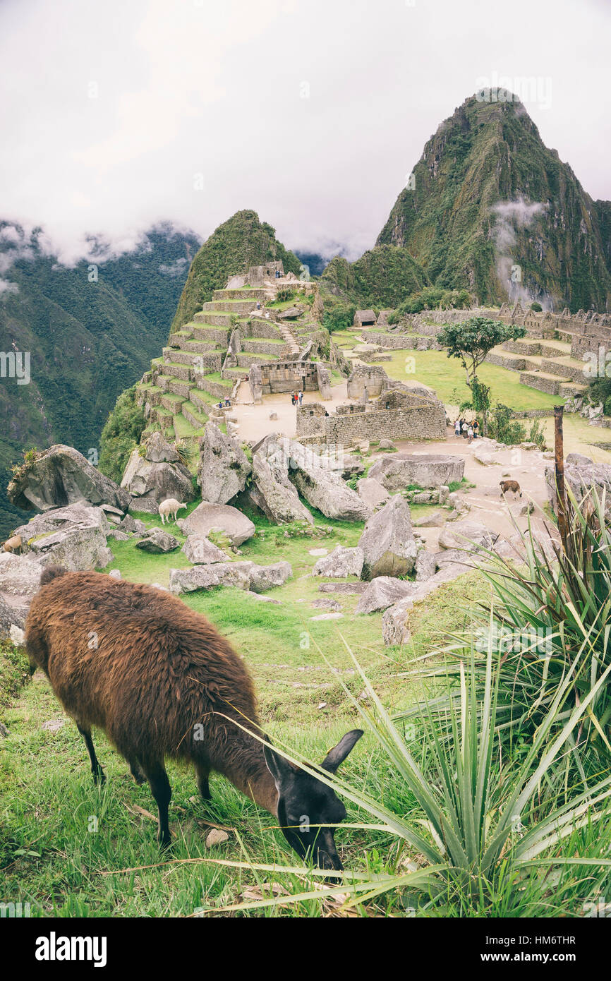 Animal grazing on field against machu picchu with Mt huayna picchu ...