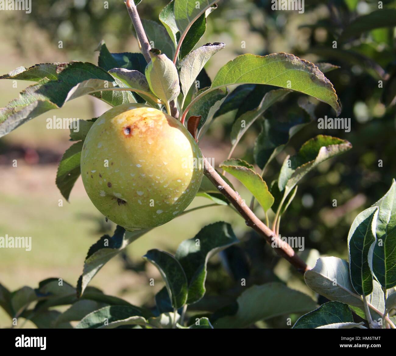 A single green apple on the apple tree Stock Photo - Alamy