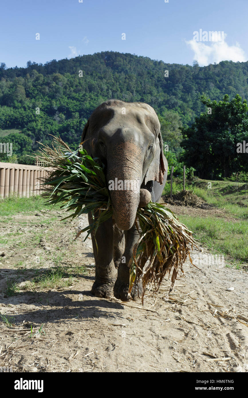 Elephant carrying hi-res stock photography and images - Alamy