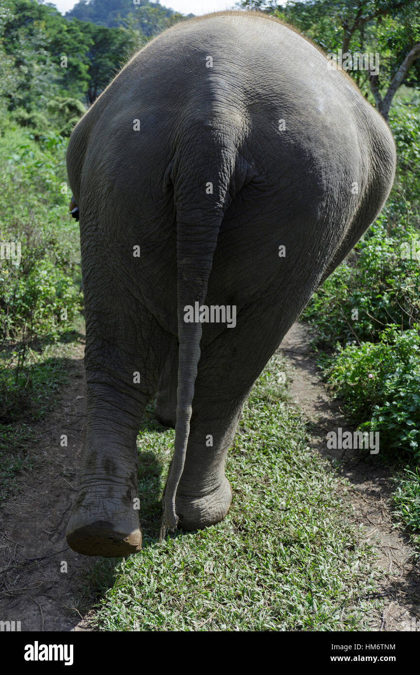 Rear view of elephant standing at field on sunny day Stock Photo - Alamy
