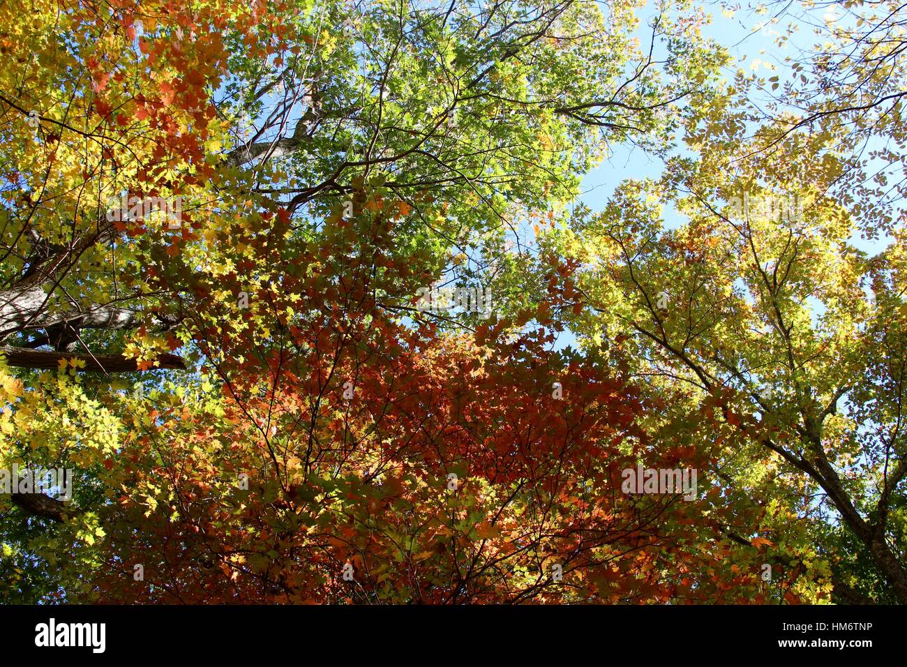 The colorful fall leaves in the tree Stock Photo - Alamy