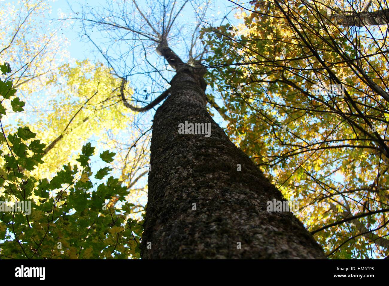Underneath a tall tree in the forest Stock Photo - Alamy