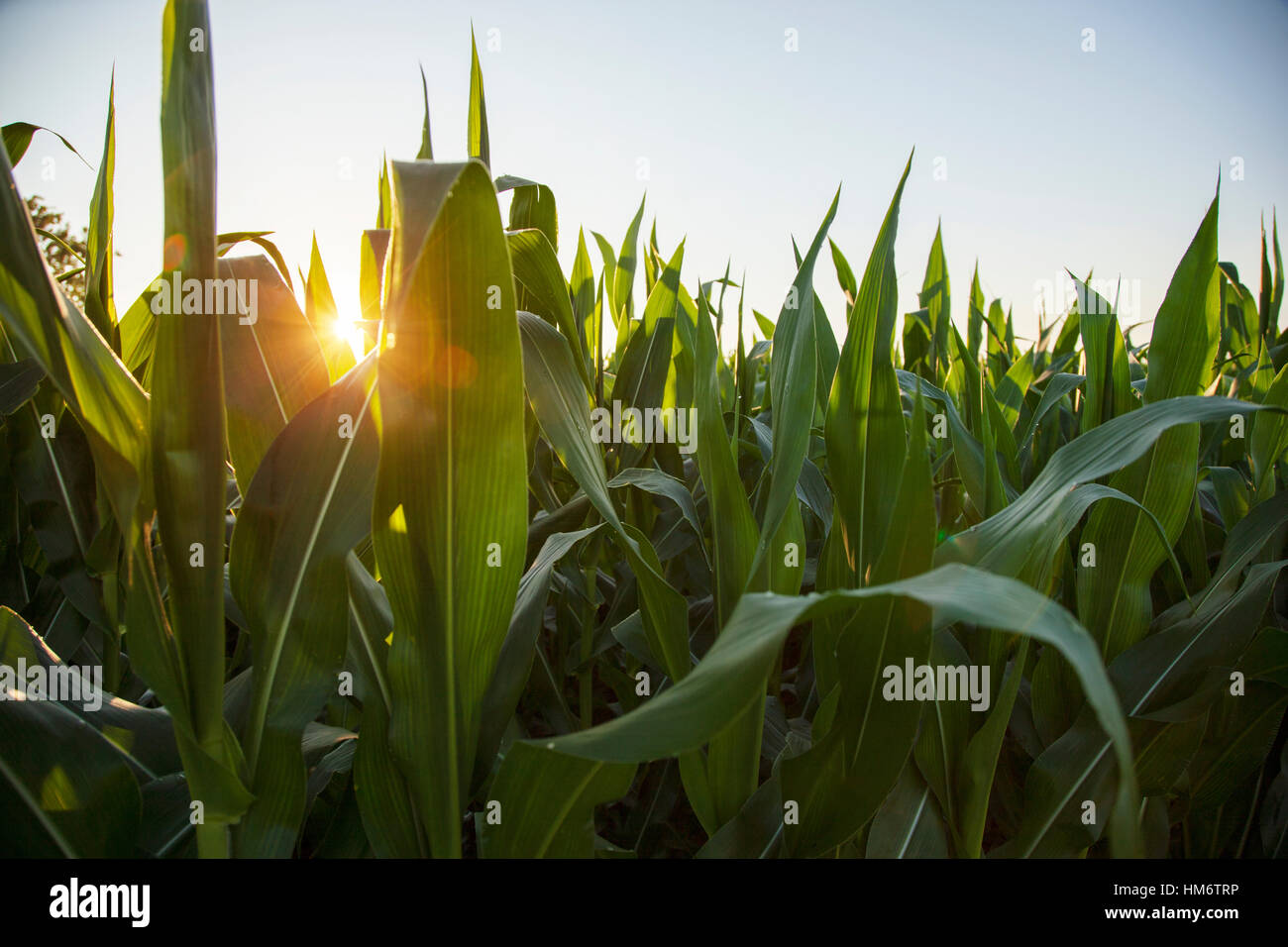 Crops growing hi-res stock photography and images - Alamy