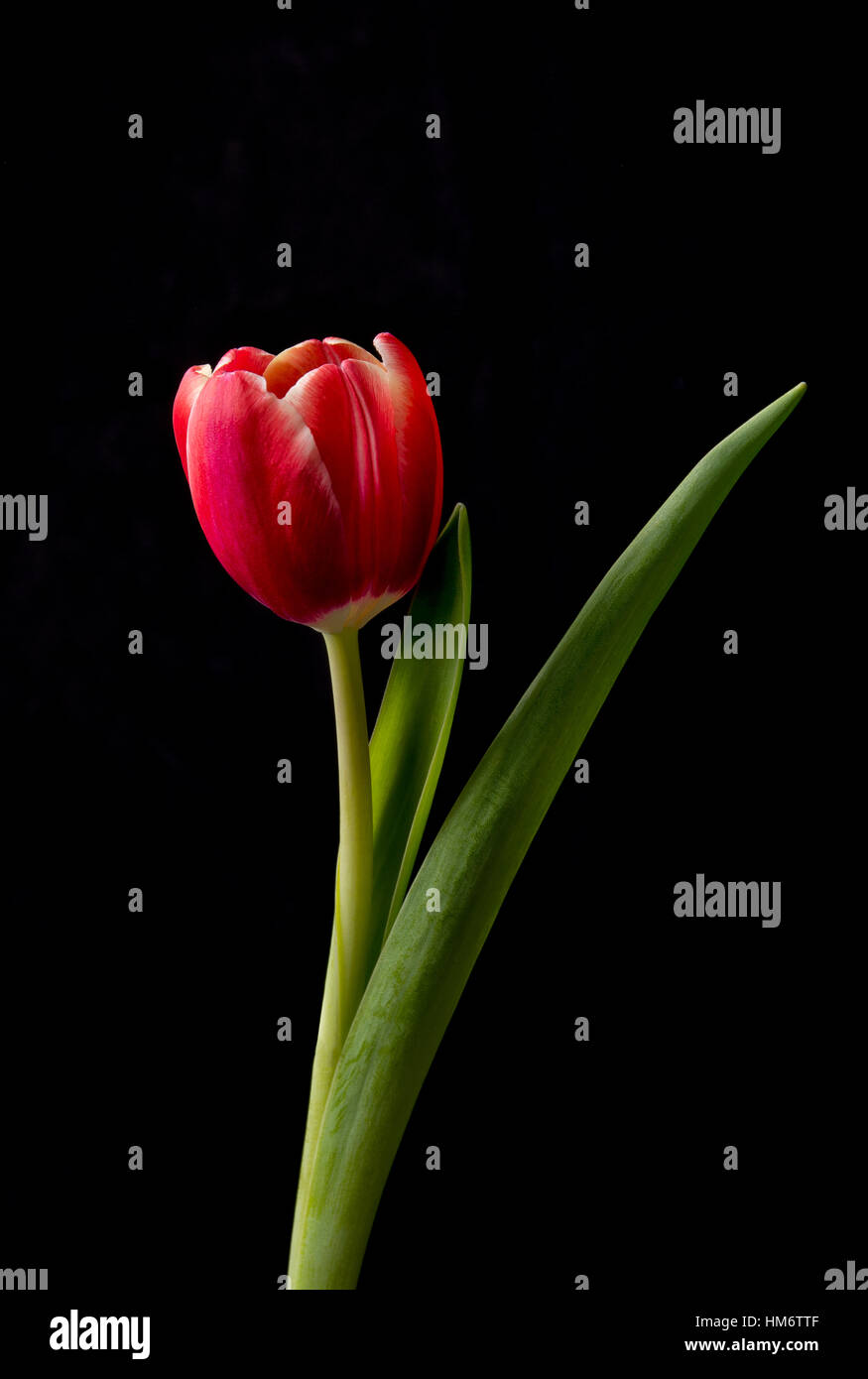 Single Red Tulip on Black Background Stock Photo - Alamy