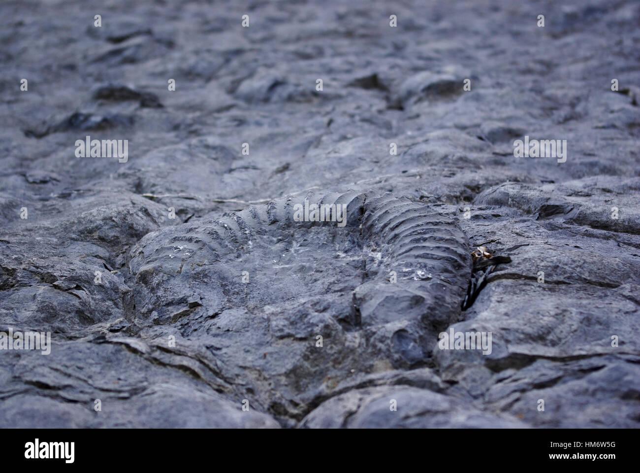 Wall of ammonites fossils near Digne les bains Stock Photo - Alamy