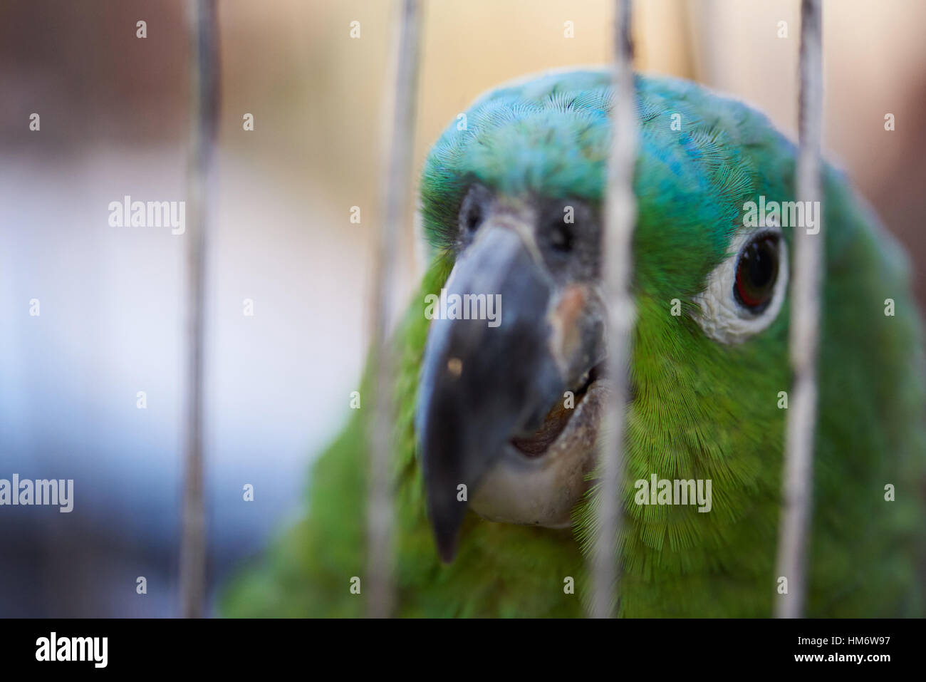 Parrot in cage hi-res stock photography and images - Alamy