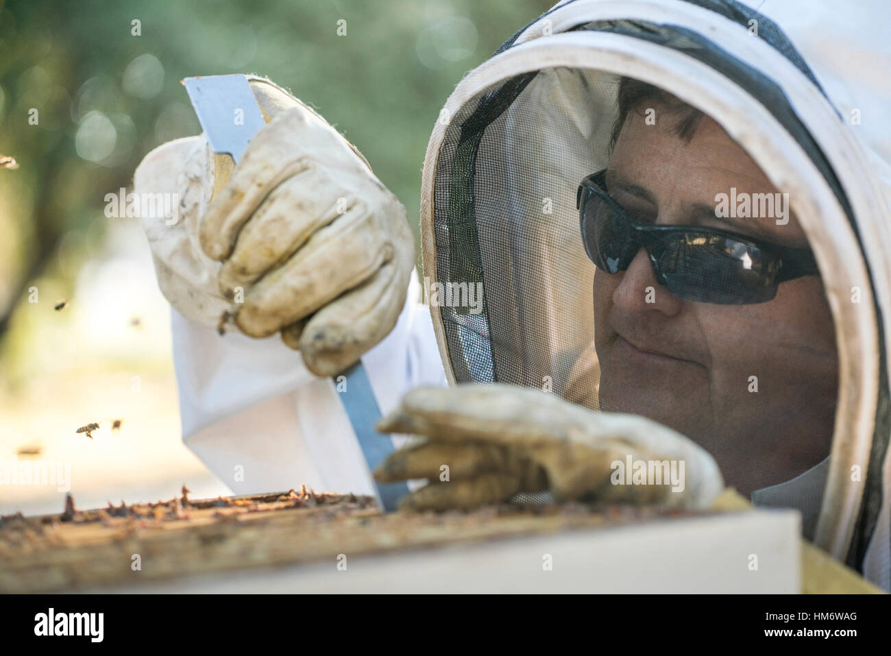 Beekeeper using hand tool for removing bees from beehive frame Stock ...