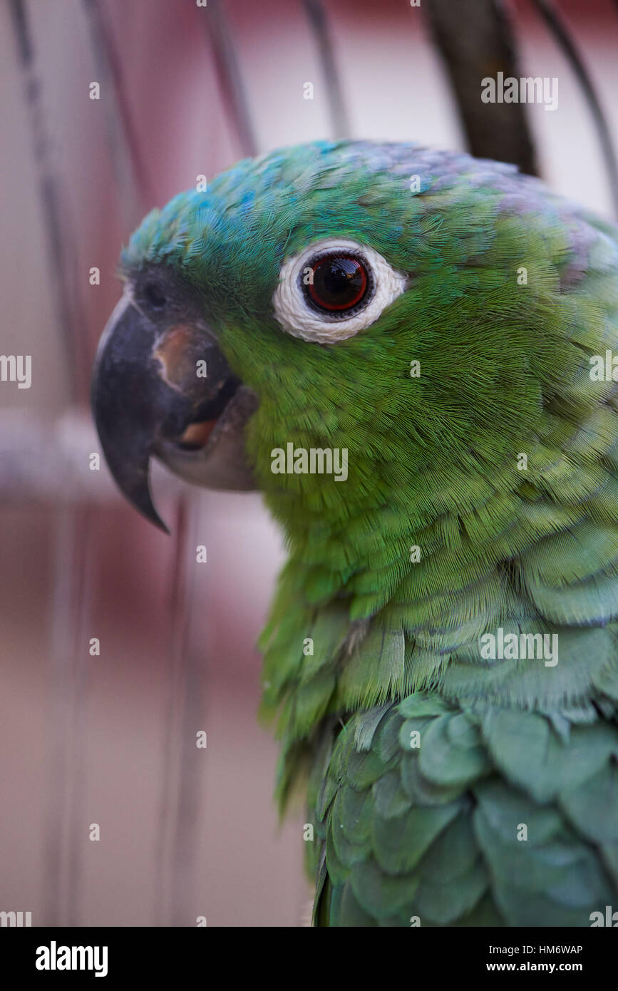 Profile of green parrot sitting in cage Stock Photo - Alamy