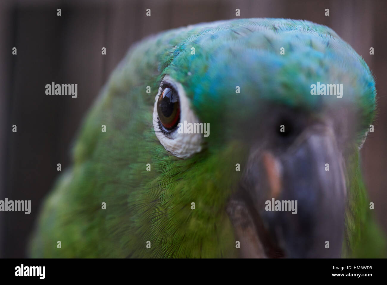 portrait of green parrot sitting in cage Stock Photo - Alamy