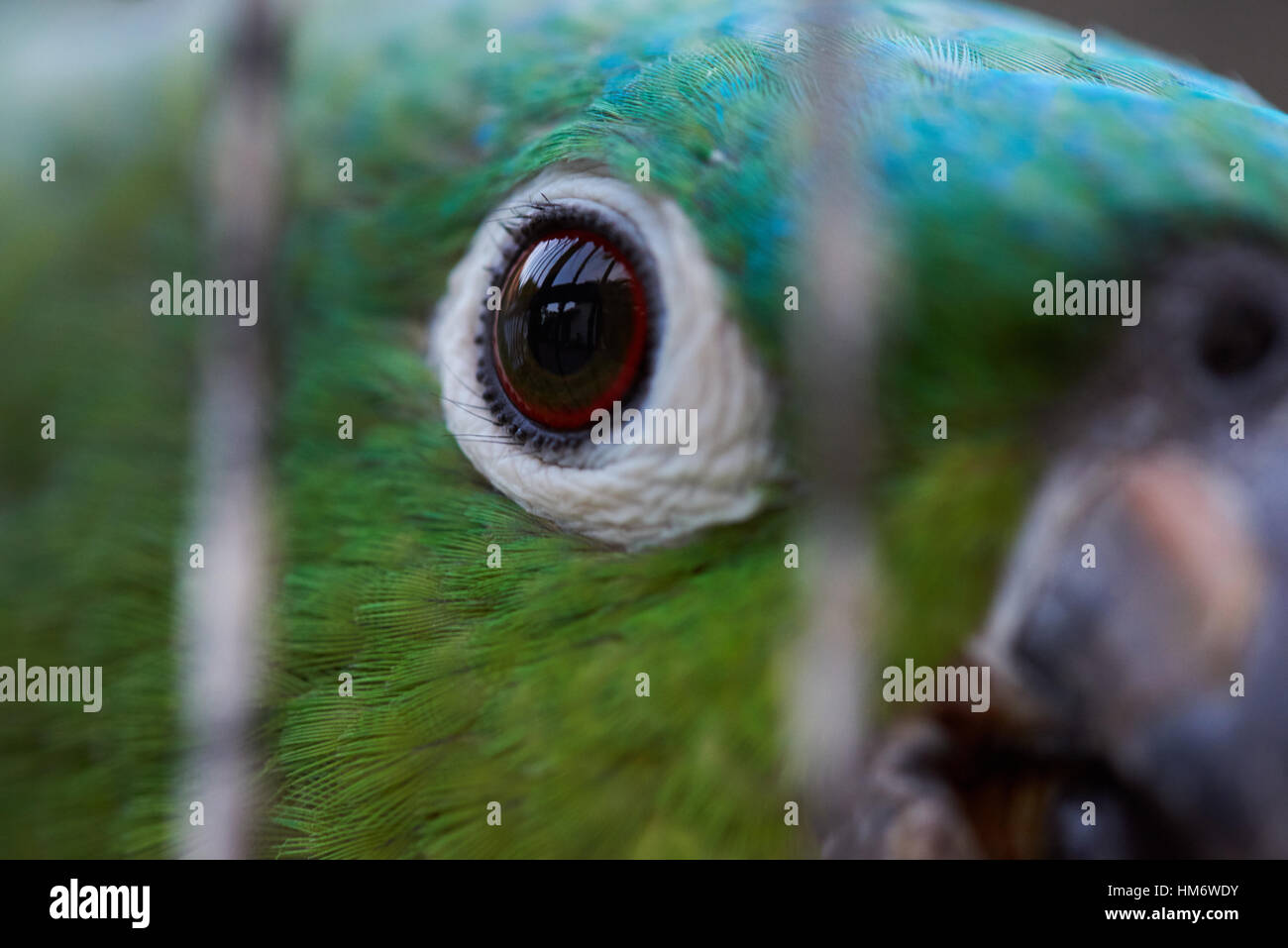 Parrot eye hi-res stock photography and images - Alamy
