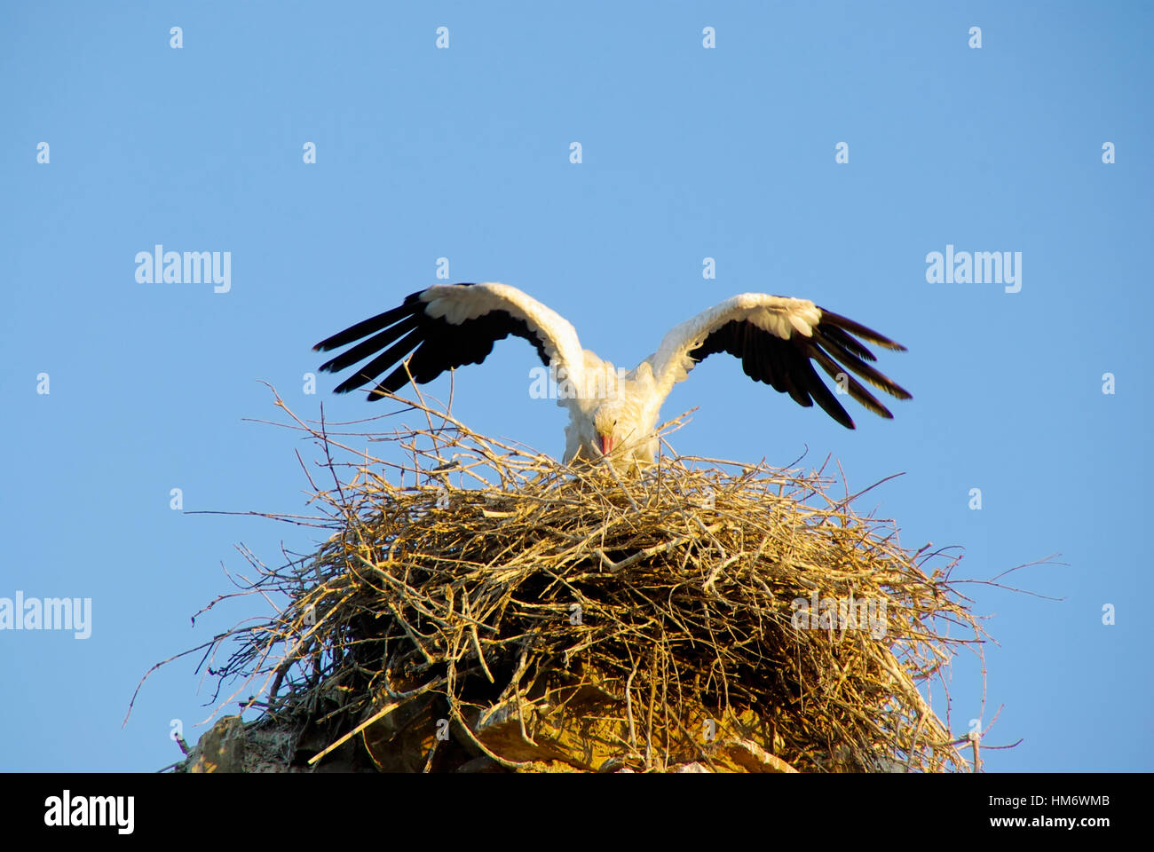 White and black stork on its nest inSelcuk, Turkey Stock Photo - Alamy