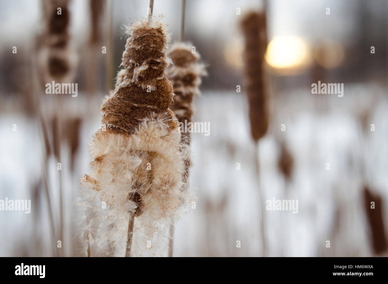 Field of dead plants hi-res stock photography and images - Alamy
