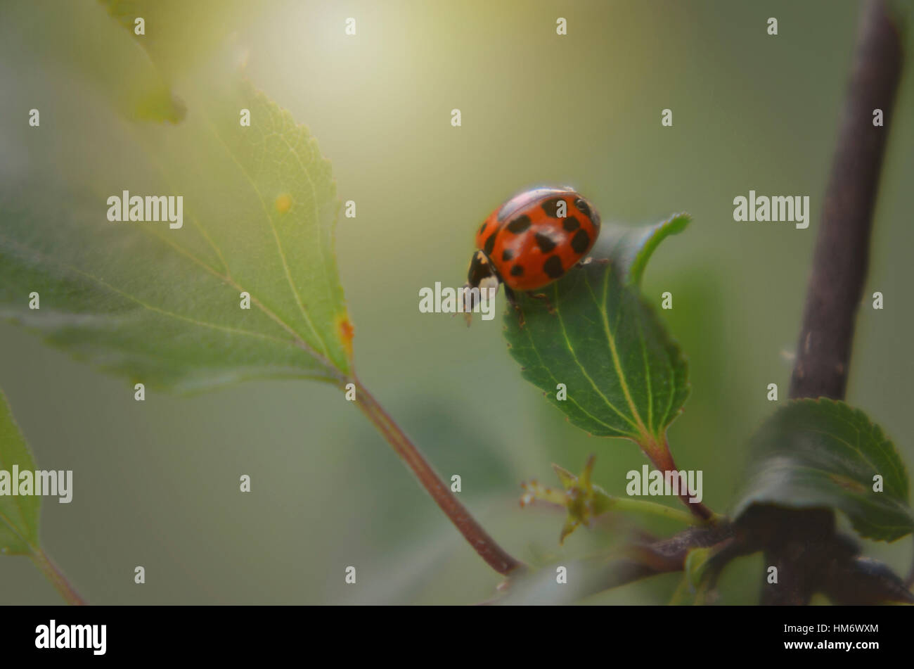 Ladybug on branch hi-res stock photography and images - Alamy