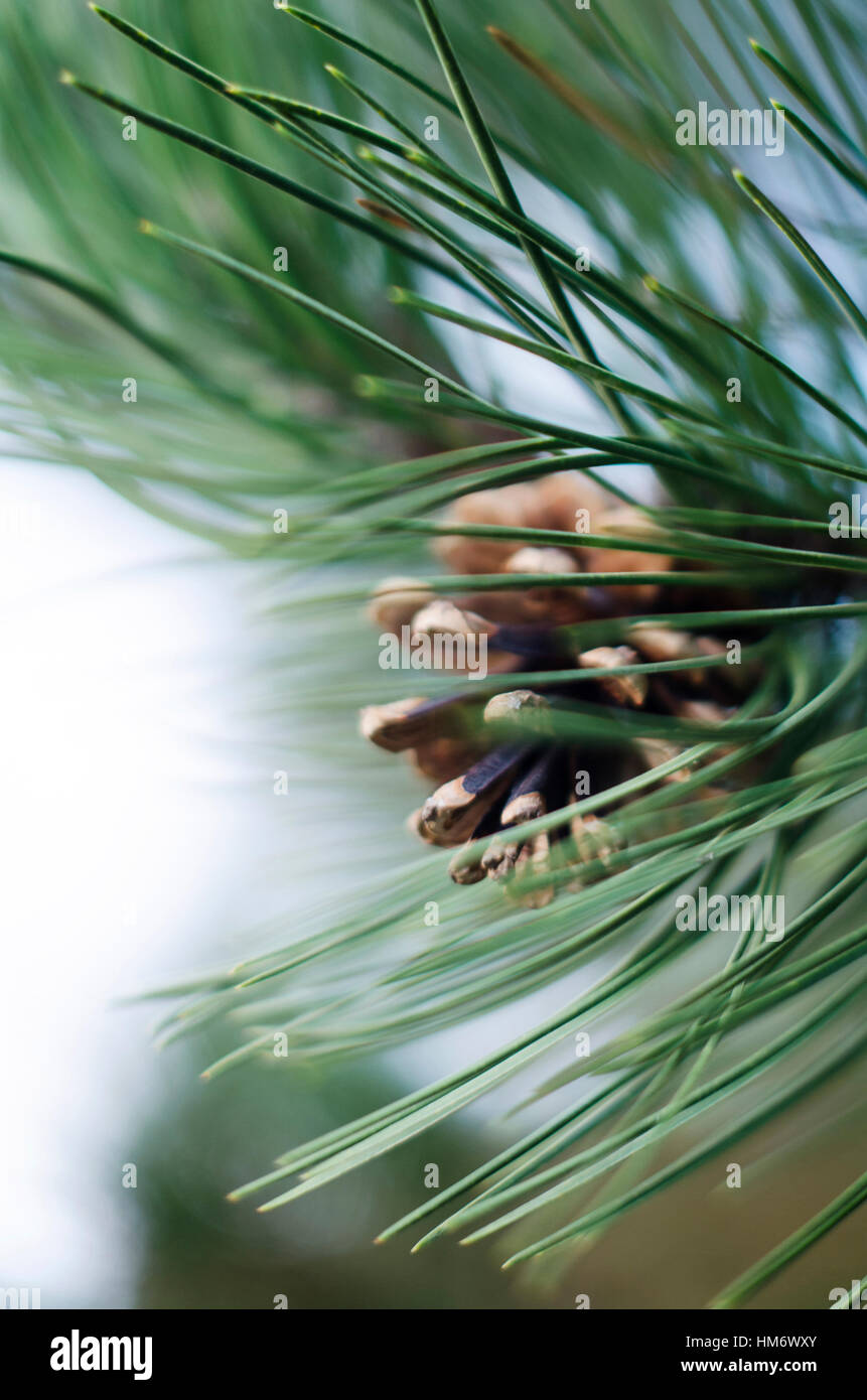 Cone of tree hi-res stock photography and images - Alamy