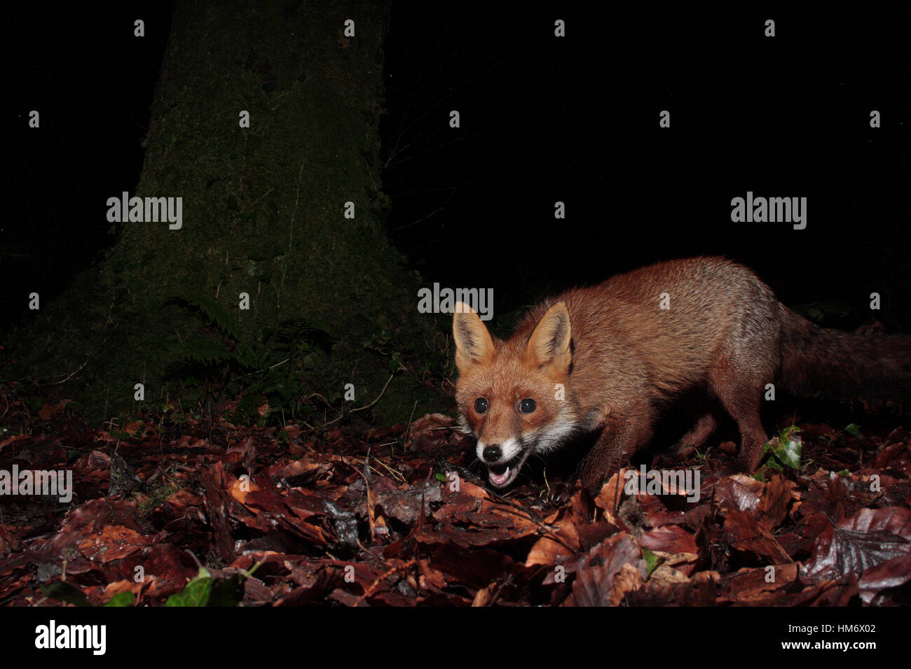 Red fox at night hi-res stock photography and images - Alamy