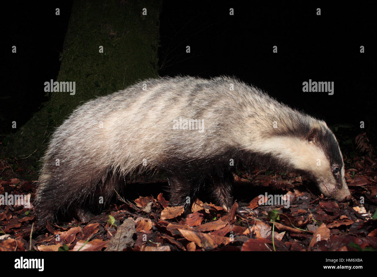 European badger and night hi-res stock photography and images - Alamy