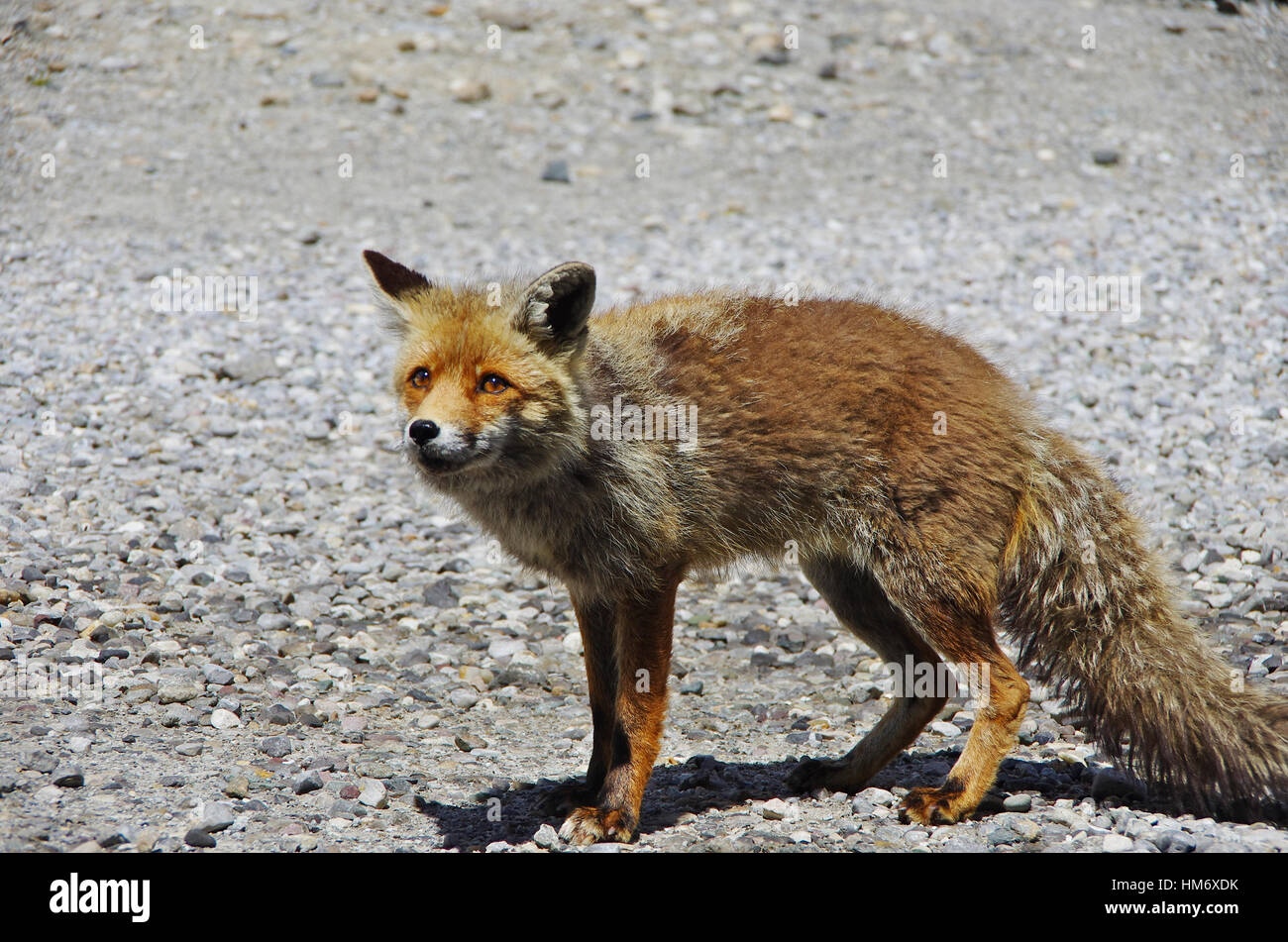 A beautiful fox coming close to humans without being scared Stock Photo ...
