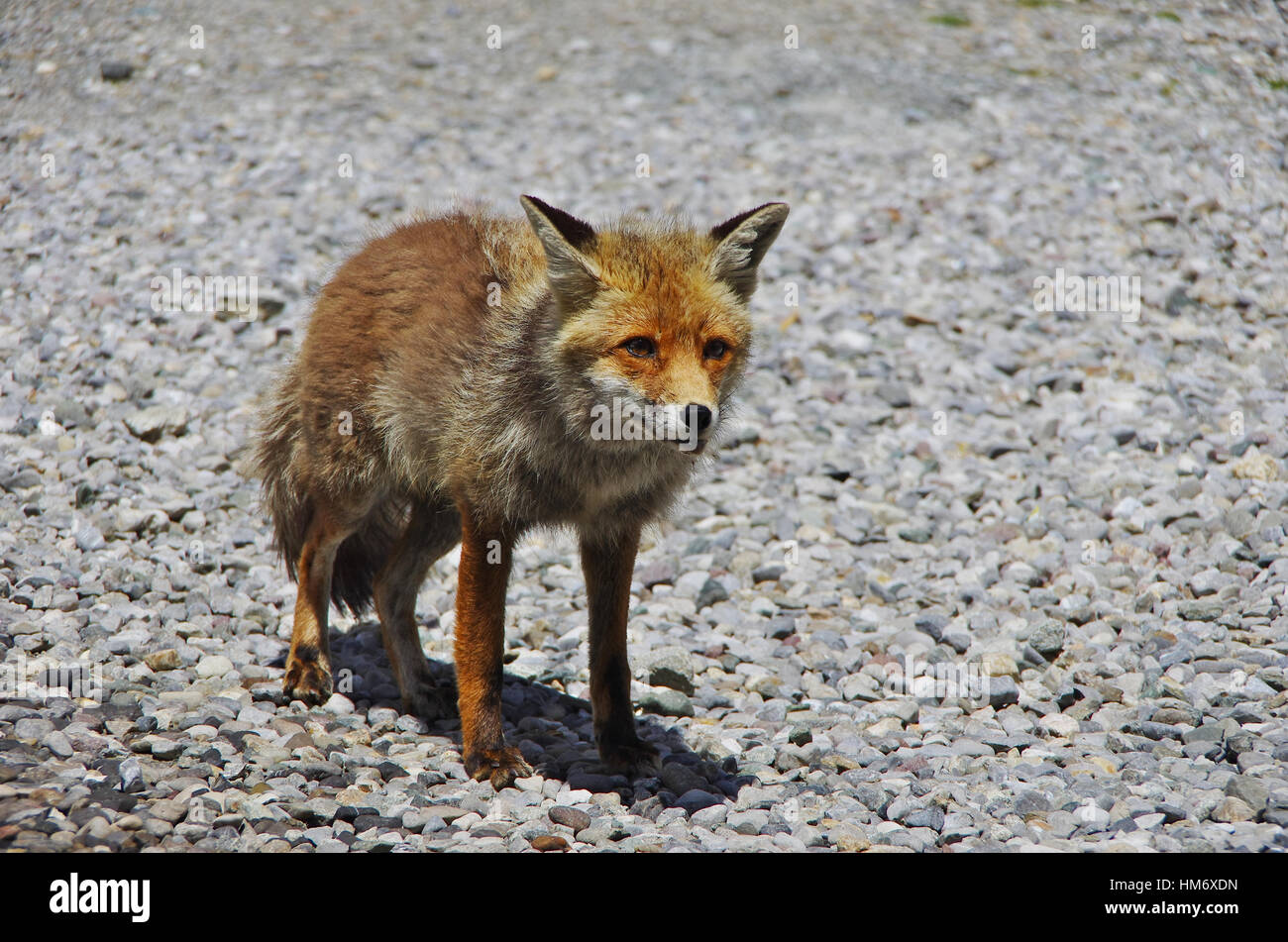 A beautiful fox coming close to humans without being scared Stock Photo ...