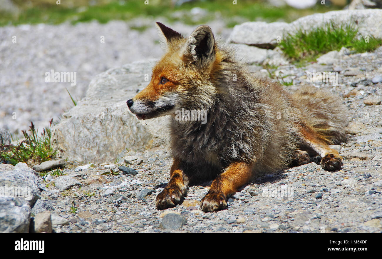 Scared by fox hi-res stock photography and images - Alamy