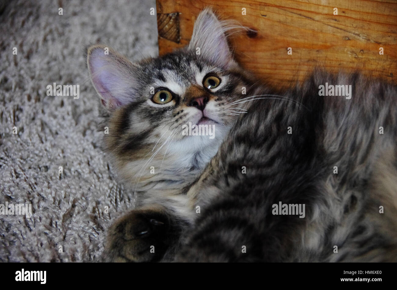 Cat laying on carpet hi-res stock photography and images - Alamy