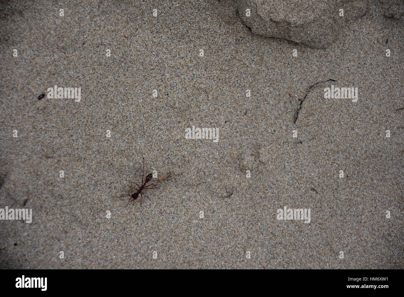 Close up of black ant resting on the sand. Macro portrait of an ant ...