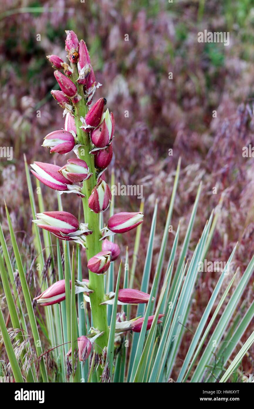 White yucca blossoms peak through the purple flower pods Stock Photo ...